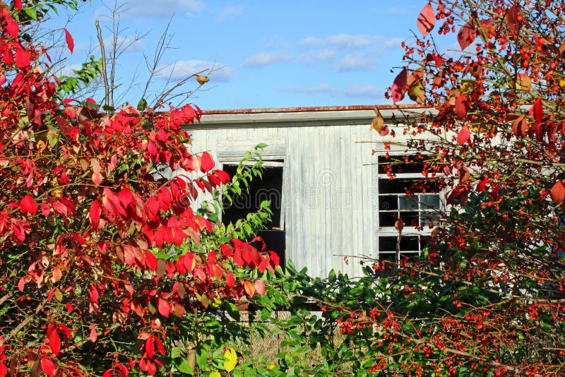Abandoned Farm with Red Leaves Stock Photo - Image of charming ...