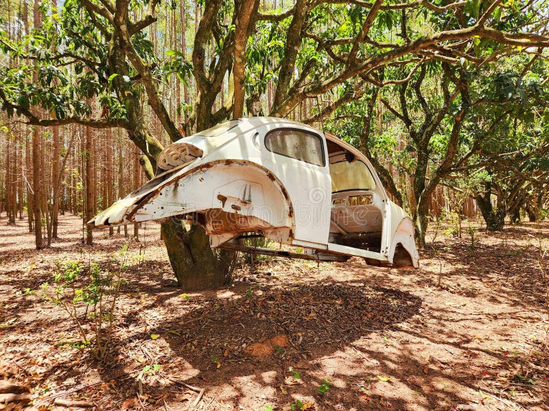 Beetle Carcass Hanging Stock Photos - Free & Royalty-Free Stock Photos ...