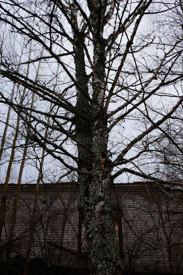 Abandoned Brick Buildings among Trees in the Chernobyl Radiation ...