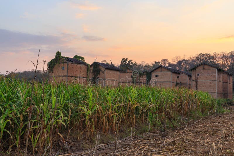 Abandoned Building in a Corn Field Stock Photo - Image of business ...
