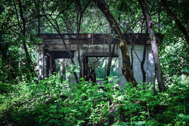 Abandoned Building Hiding in Green Forest Plants Stock Image - Image of ...