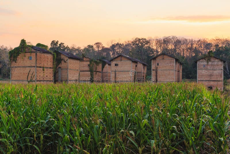 .Abandoned Buildings on a Corn Field Stock Image - Image of abandoned ...
