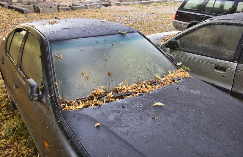 Abandoned car under a tree stock image. Image of leaf - 254549987