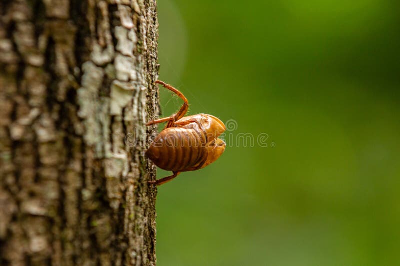 Exuvia Attached To a Tree Branch. Stock Photo - Image of cicada ...