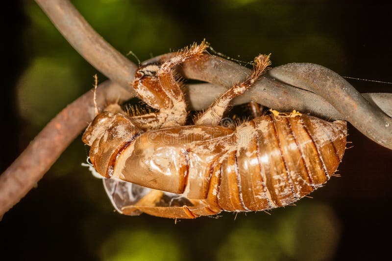 Abandoned Cicada Shell. Image of an Insect Shell Exoskeleton. Stock ...