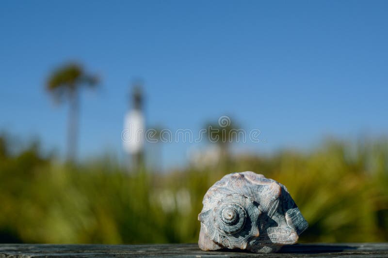 Abandoned conch shell stock image. Image of tree, beach - 330637559