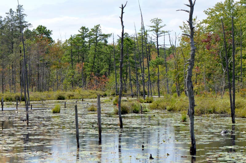 Bog in Autumn stock photo. Image of cranberry, fall - 157699388