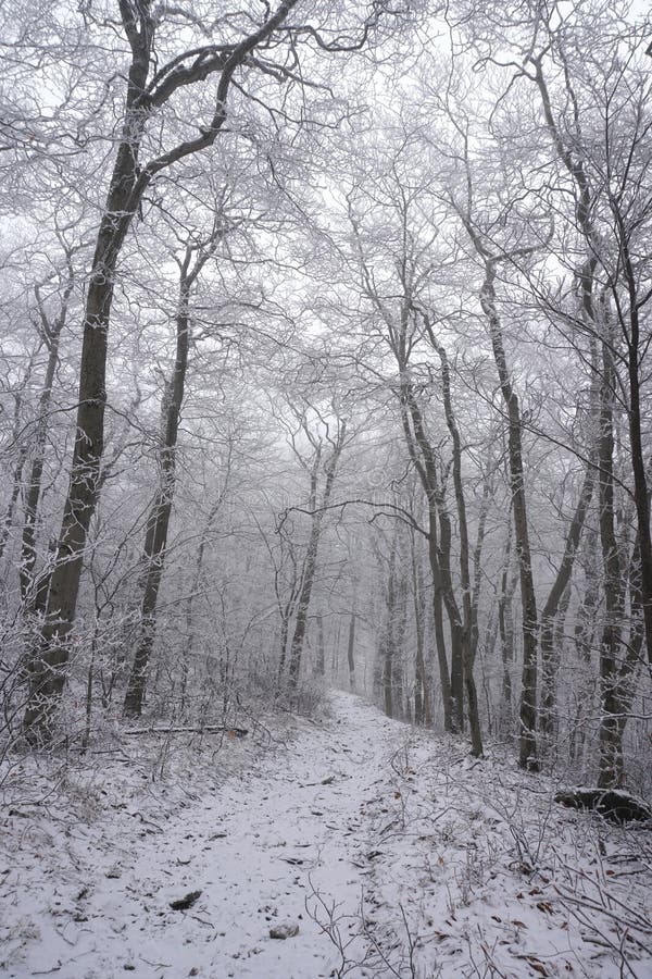 Abandoned Derelict Old Woods Road with Trees Covered in Snow Stock ...