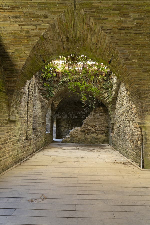 Abandoned Empty Old Dark Underground Vaulted Cellar with Trees Growing ...