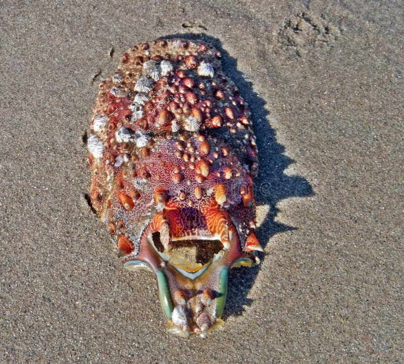 Abandoned exoskeleton stock photo. Image of sand, marine - 129294506