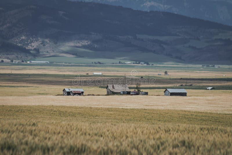 Abandoned Farm in the Middle of a Wheat Field Stock Image - Image of ...