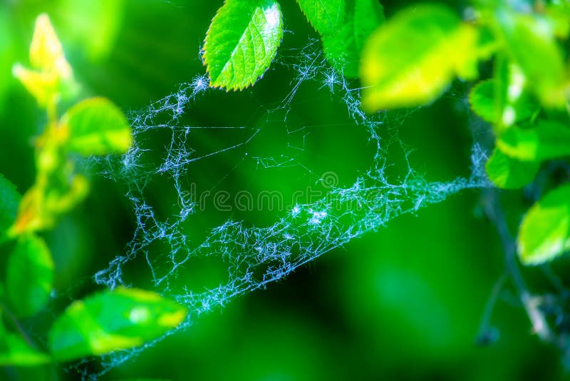 Abandoned Flufffy Blue Cobweb in the Nature Stock Photo - Image of ...