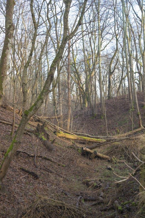 Abandoned forest in Europe stock photo. Image of winter - 363414482