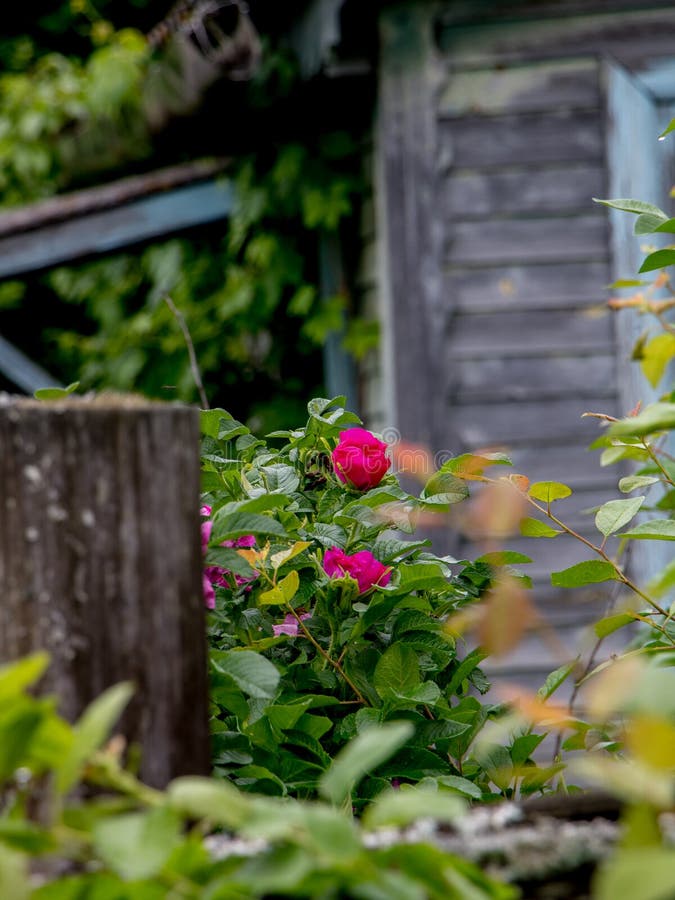 Abandoned Garden. Roses in an Abandoned Garden. the Old Garden Stock ...