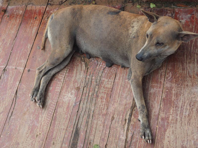 Abandoned Homeless Stray Dog. Stock Photo - Image of hair, canine: 82586440