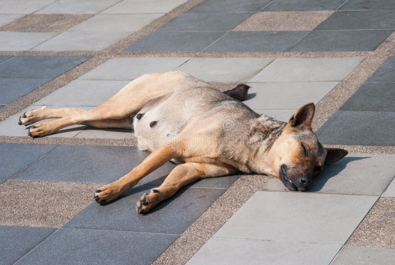 Abandoned Homeless Stray Dog on the Street. Stock Photo - Image of help ...