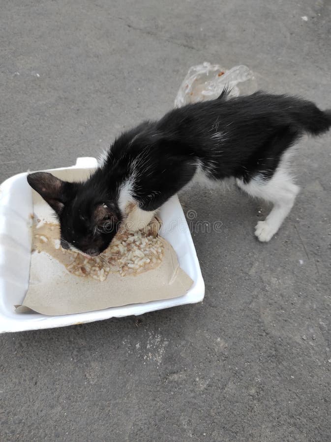 Abandoned, Hungry, Poor, Starve Cat Stock Photo - Image of poor, hungry ...