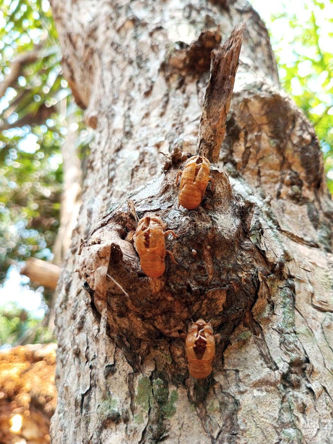 Abandoned Insect Cocoons by Their Owner Stock Photo - Image of ...