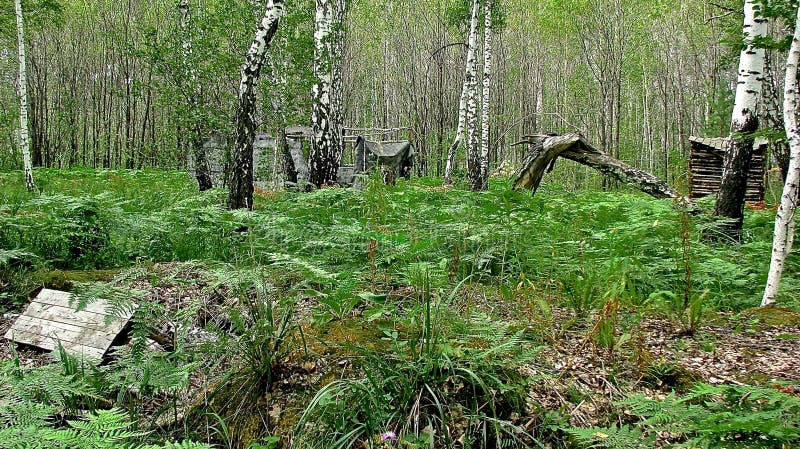 Abandoned Log Fortifications in a Birch Forest Stock Photo - Image of ...