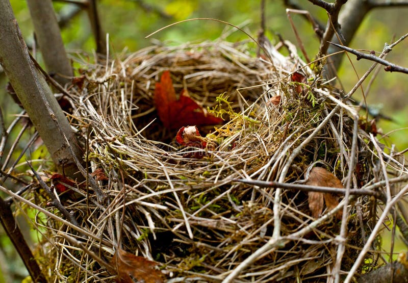 Abandoned nest stock photo. Image of abandoned, leaf - 30079236