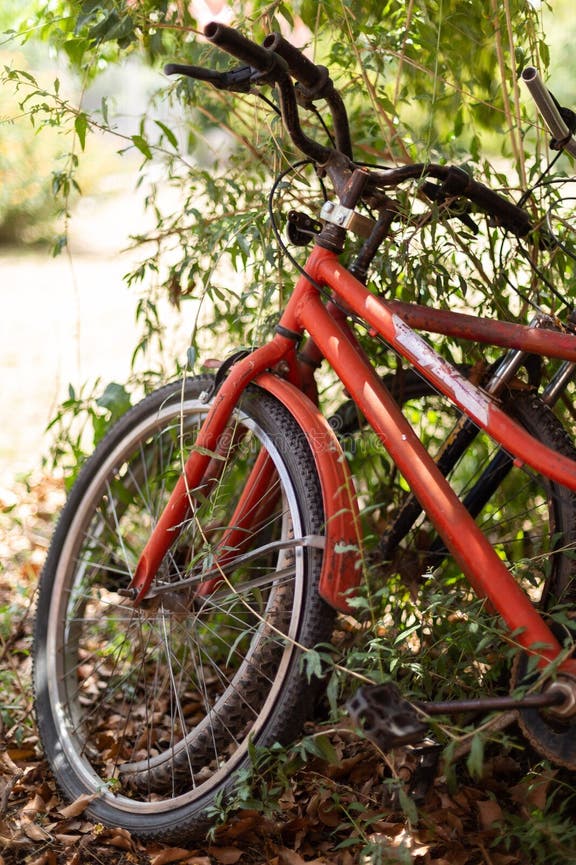 Abandoned Old Rusty Bicycle Against a Tree Stock Image - Image of ...