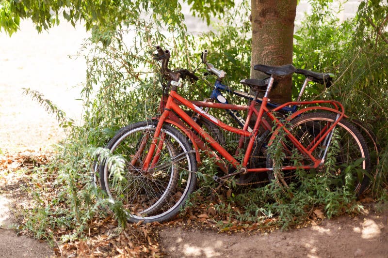 Abandoned Old Rusty Bicycle Against a Tree Stock Photo - Image of ...