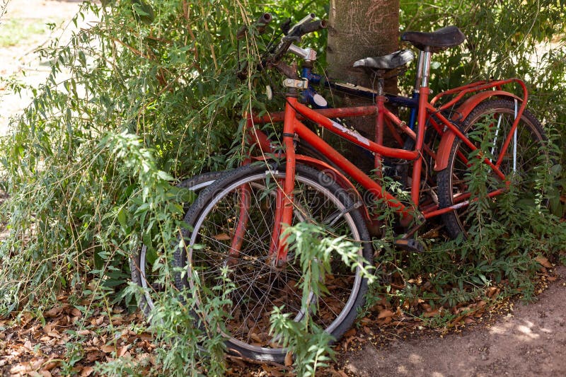 Abandoned Old Rusty Bicycle Against a Tree Stock Photo - Image of ...
