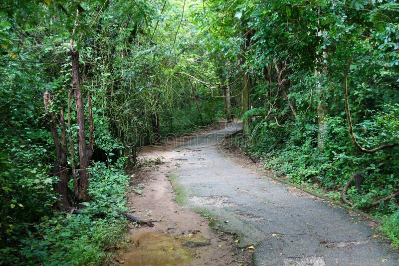 Abandoned Path To the Jungle Stock Photo - Image of mysterious, nature ...