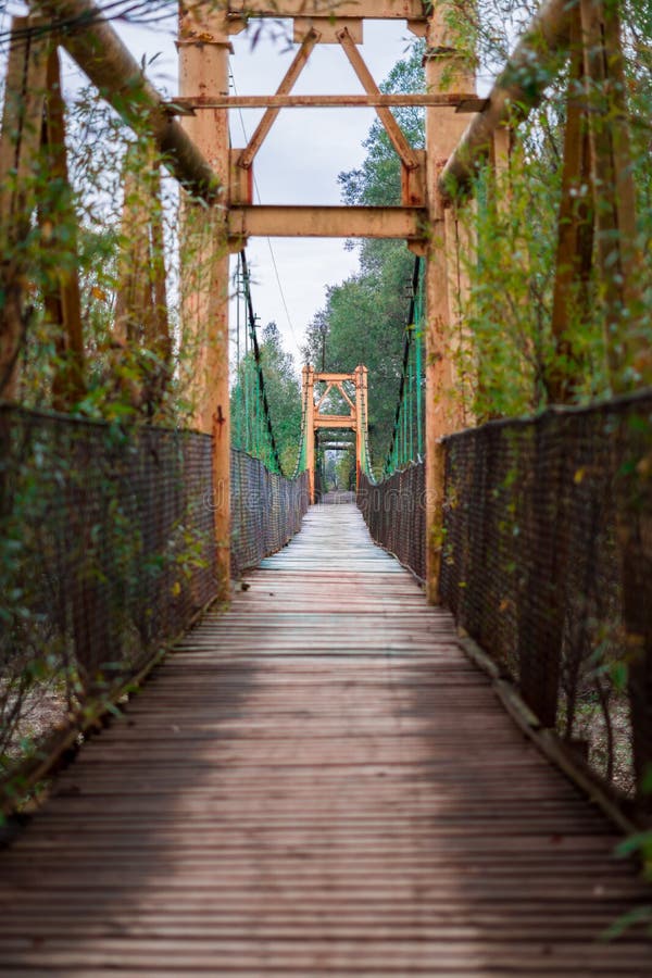 An Old Wooden Bridge Construction with Tree Branches Grown through it ...