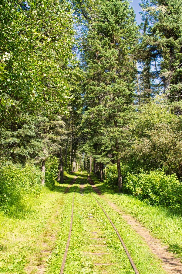 Railroad through a forest stock image. Image of canada - 125456145