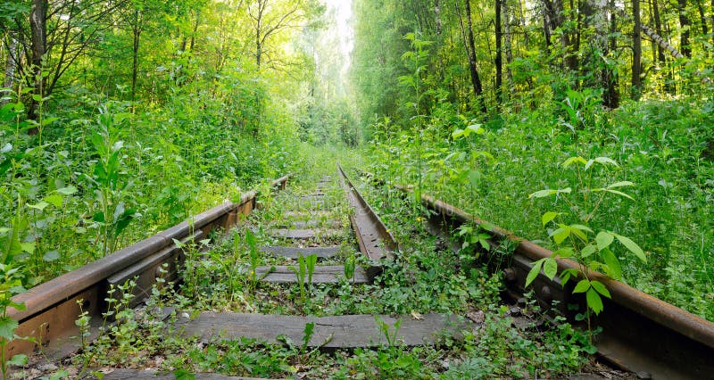 Abandoned Railroad in the Woods Stock Image - Image of road, path: 61067513