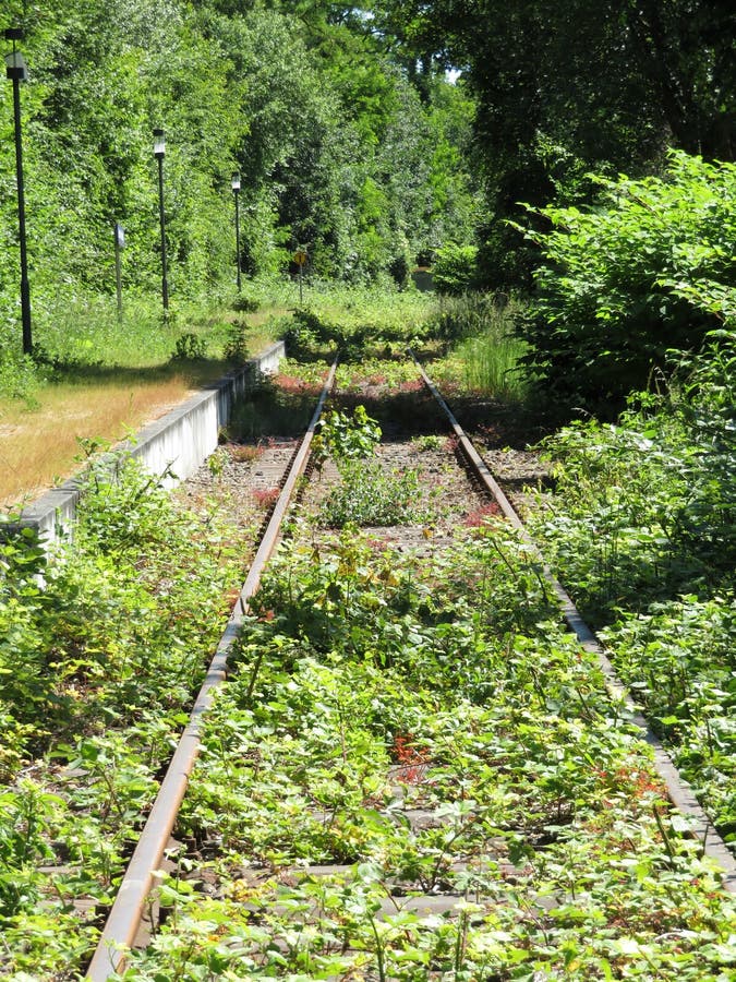Abandoned Railway Tracks are Overgrown with Grass and Trees. Stock ...