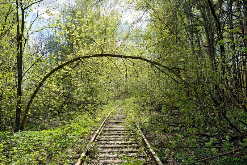 Abandoned Railway with Trees Fallen Down on Rusty Rails Stock Image ...