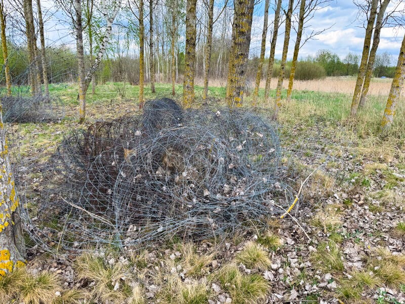 Abandoned Rolls of Rusty Wire Mesh Fencing Tangled among Dry Leaves and ...