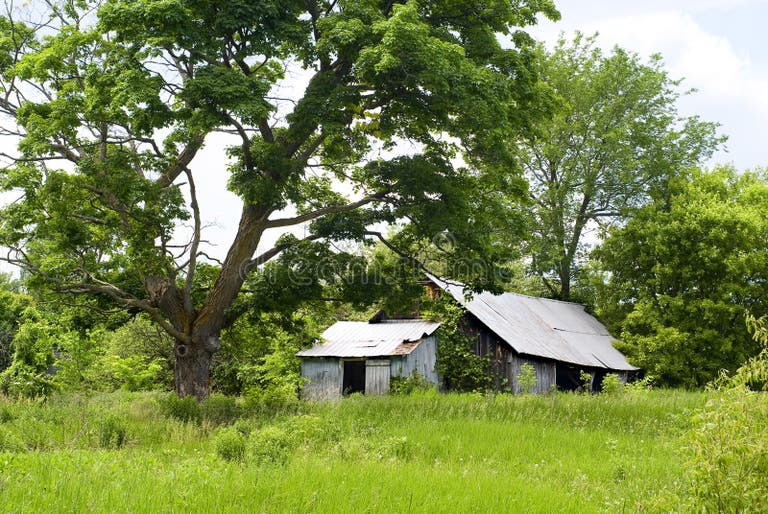 Abandoned, Run-Down Shed stock photo. Image of wood, overgrother - 9870314