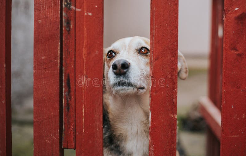 An Abandoned Sad Dog in the Cage, Animal Concept Stock Image - Image of ...