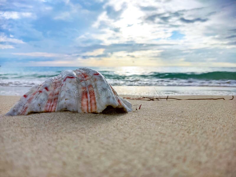 Abandoned sea shell stock photo. Image of horizon, invertebrate - 243290170