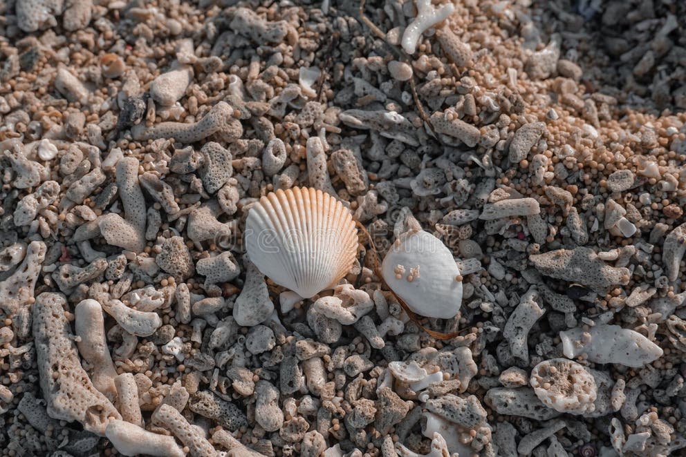 Abandoned Seashell stock photo. Image of seashell, coast - 184217042