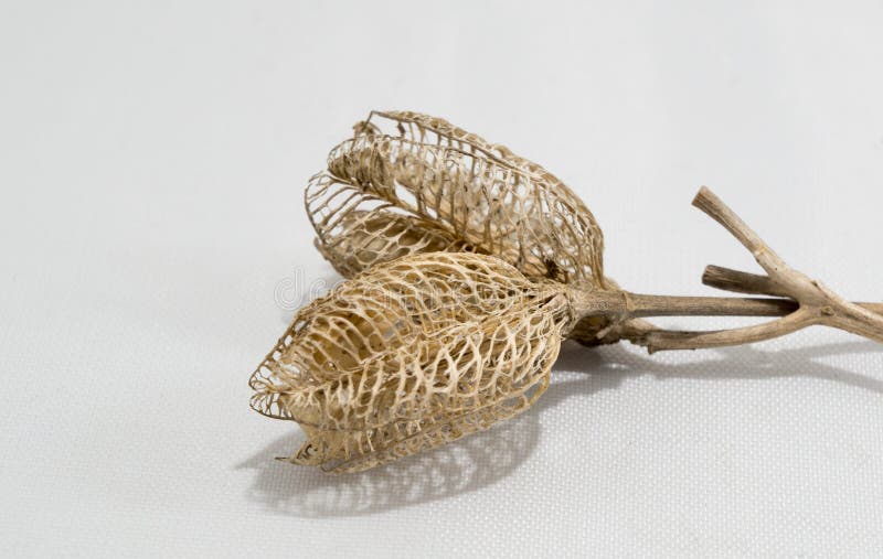 Abandoned Seed Pods Intertwined on White Form a Delicate Weave Stock ...