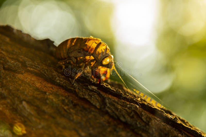 Shell of a Locust stock image. Image of brown, insect - 126570161