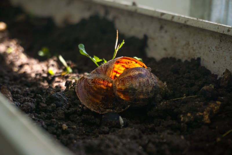 Abandoned Snail Shells on the Ground Stock Photo - Image of orange ...