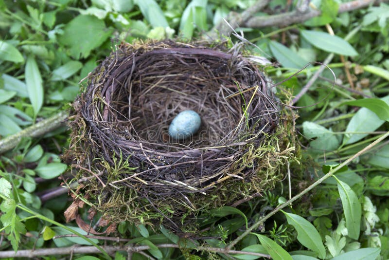 Abandoned Starling Bird Nest with Egg Stock Photo - Image of tree, bird ...