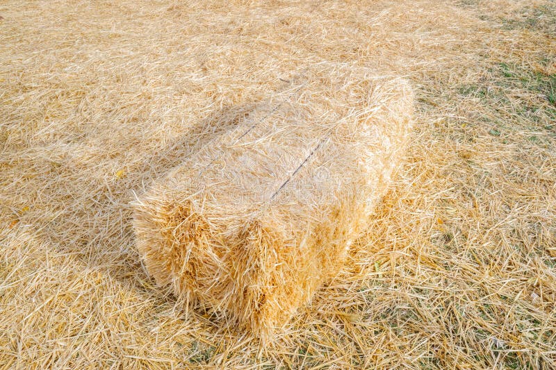 Abandoned Straw Bale As Fodder for Rural Cattle Stock Image - Image of ...