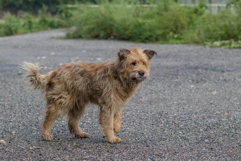 Abandoned Stray Fluffy Dog Standing on Asphalt and Doing Nothing Stock ...