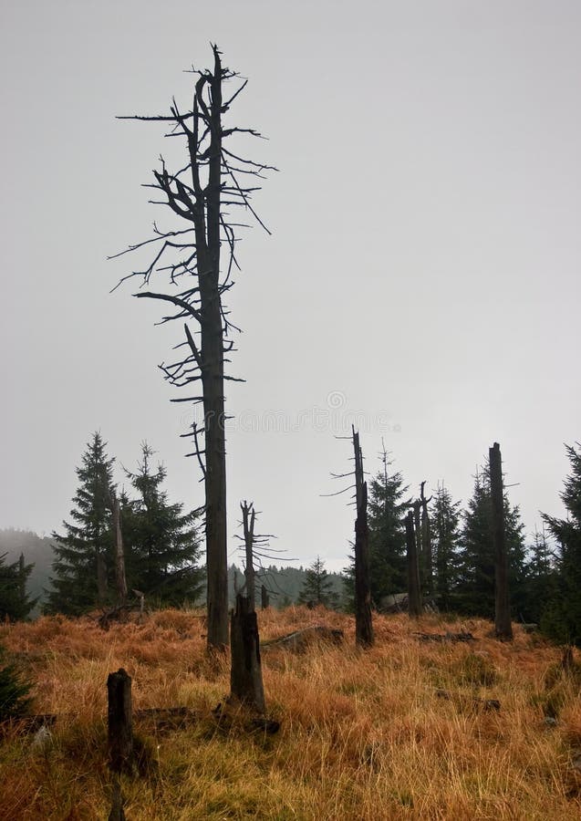 Abandoned Tree in Sad Landscape Stock Photo - Image of spruce ...