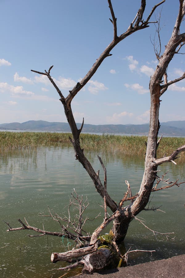Abandoned Trees on the Lake of Doirani Kilkis Greece Stock Image ...