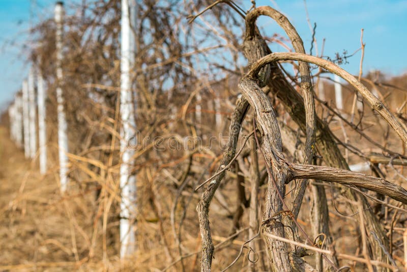 Abandoned vineyard stock image. Image of farming, country - 141906521