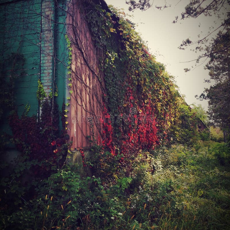 412 Abandoned Building Overgrowth Stock Photos - Free & Royalty-Free ...
