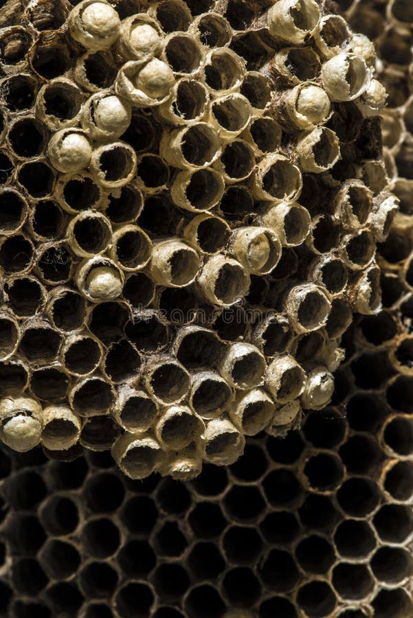 Abandoned Wasp Hive Cells Macro Shot Stock Photo - Image of empty ...