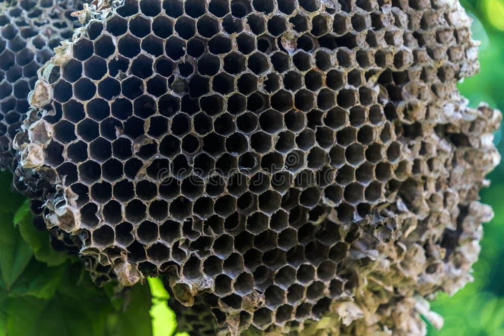 Wasp nest comb. stock image. Image of undefined, branch - 362416439